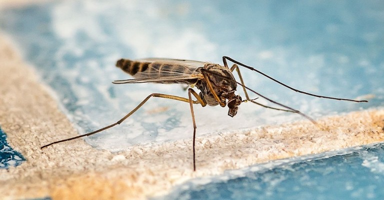 Le moustique commun (Culex pipiens) - Invacost