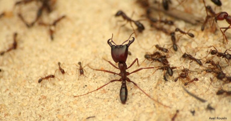 Fourmis envahissantes : la guerre des colonies - Invacost